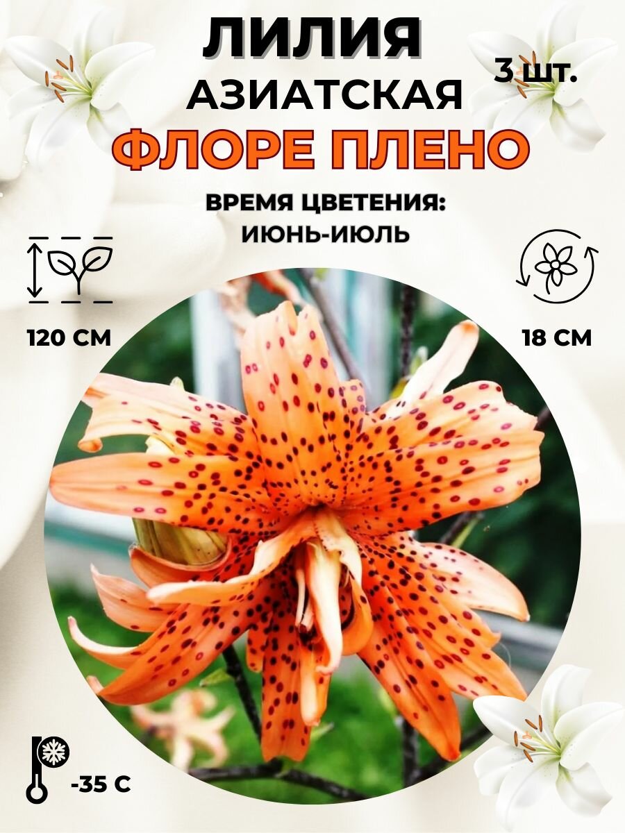 Лилия азиатская, луковицы 3 штуки