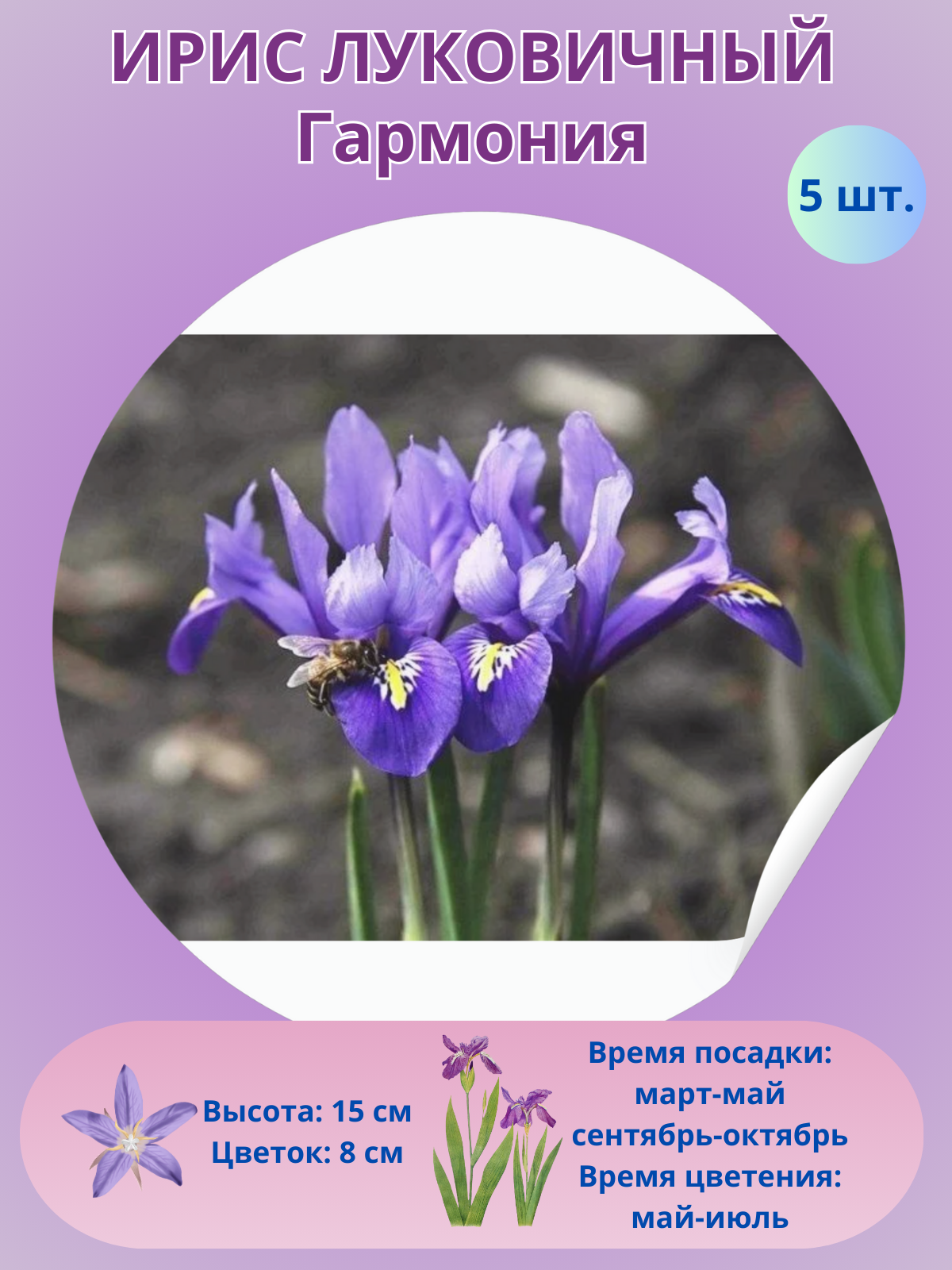 Ирис луковичный Гармония, многолетние цветы, луковицы 5 шт