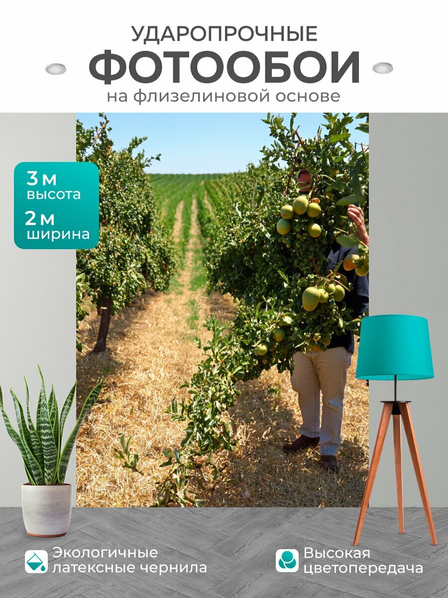 Фотообои моющиеся ударопрочные "Италия, оливковые рощи в тоскане, сбор оливок, семейная атмосфера" 200x300 см. флизелиновые на стену