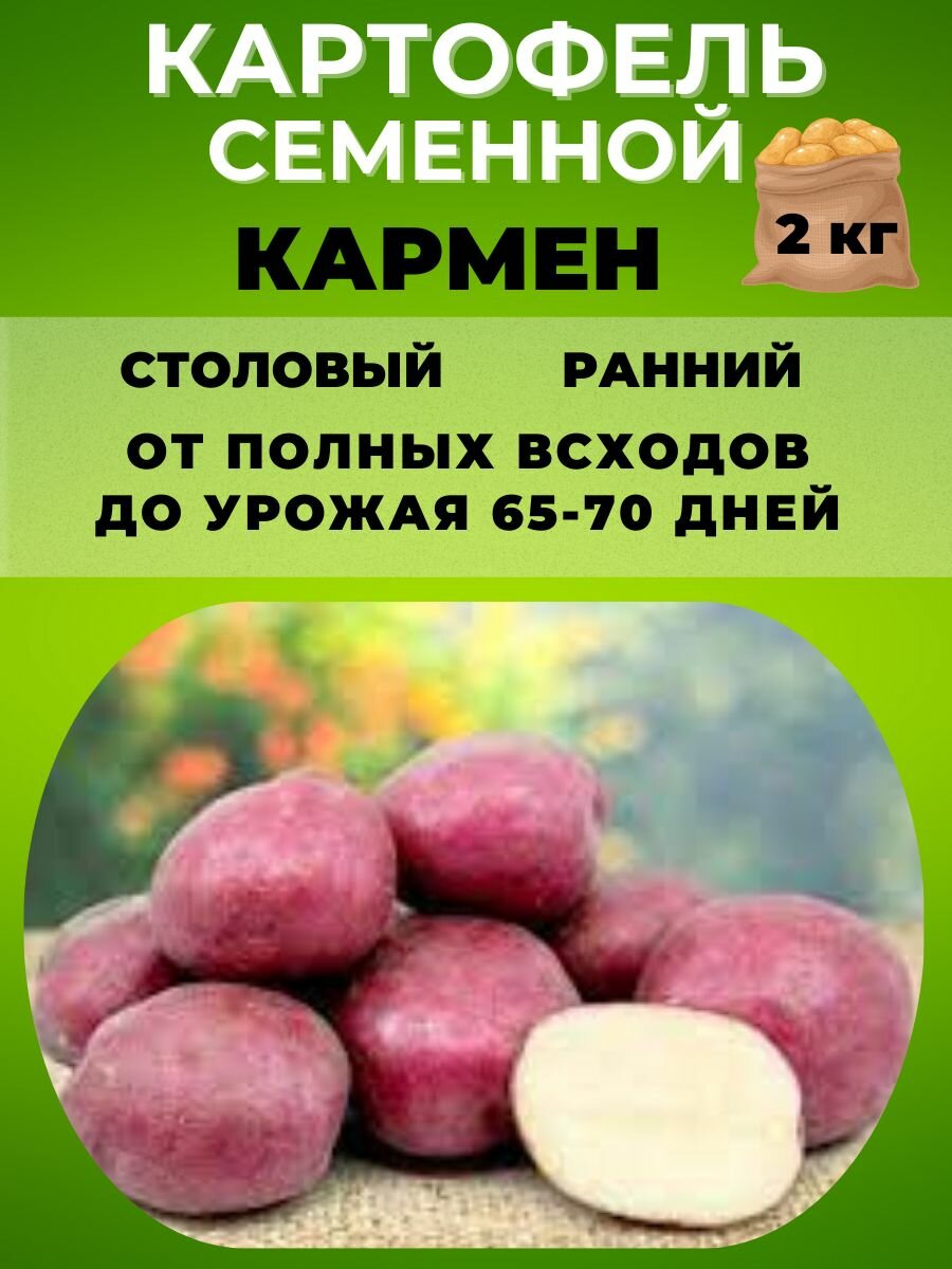 Картофель семенной Кармен 2 кг, клубни на посадку