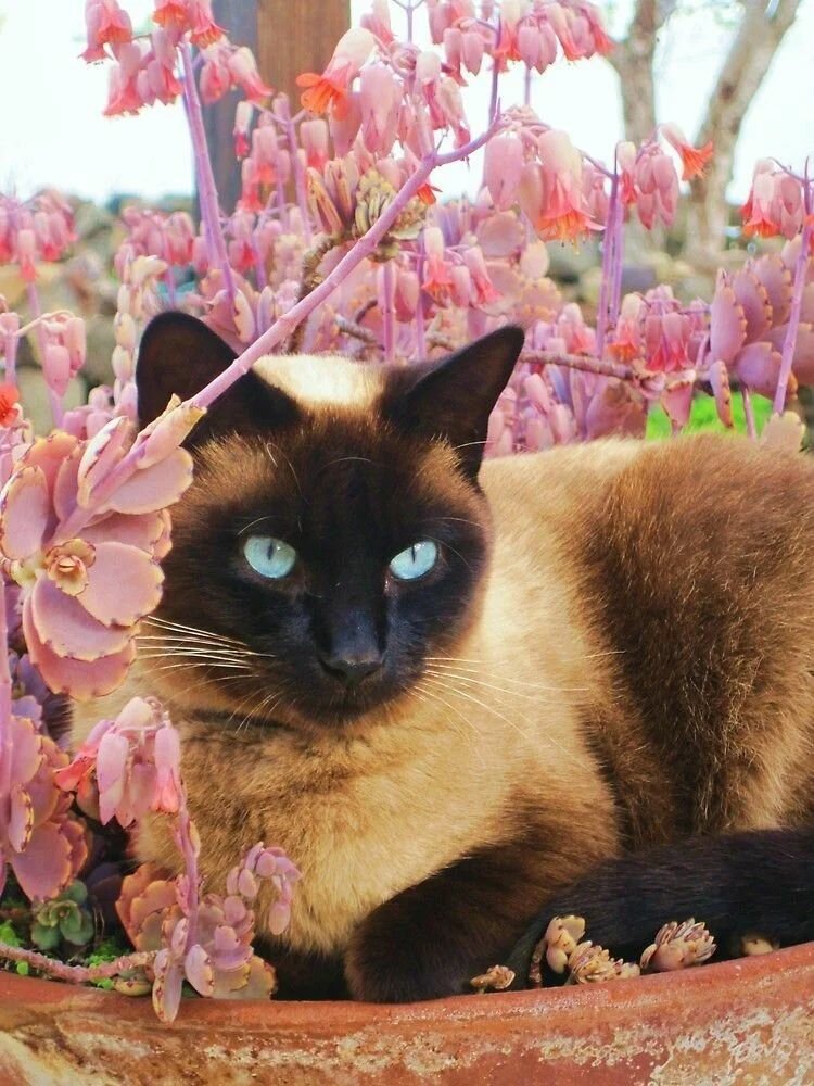 Алмазная картина "сиамская кошка" алмазная огранка 40х50 см,40X50CM, белый