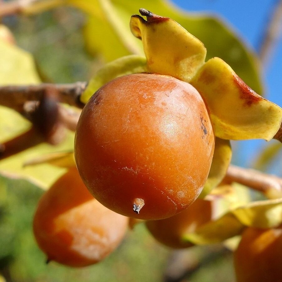 Семена Deodar SEEDS COMPANY Хурма Восточная 10 шт.