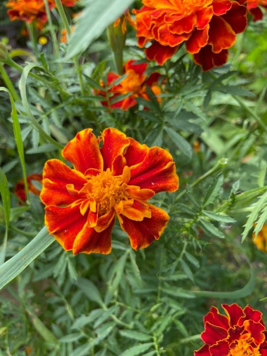 Бархатцы низкорослые микс семена 50 штук