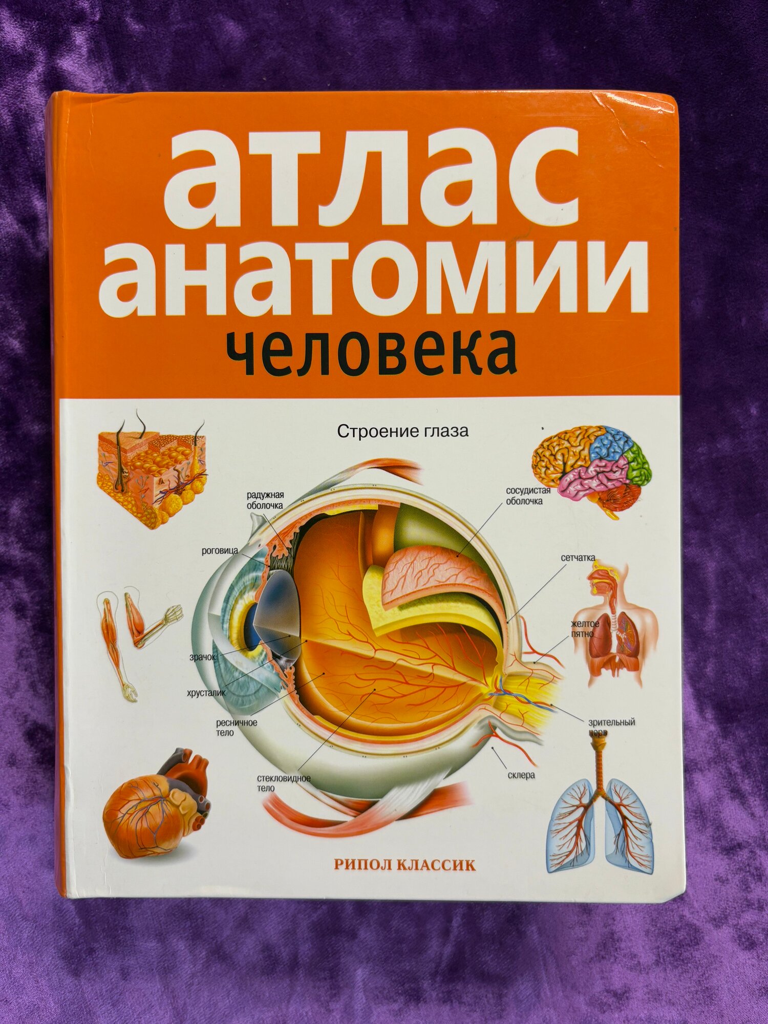 Атлас анатомии человека