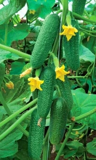 Коллекционные семена огурца Агнес F1