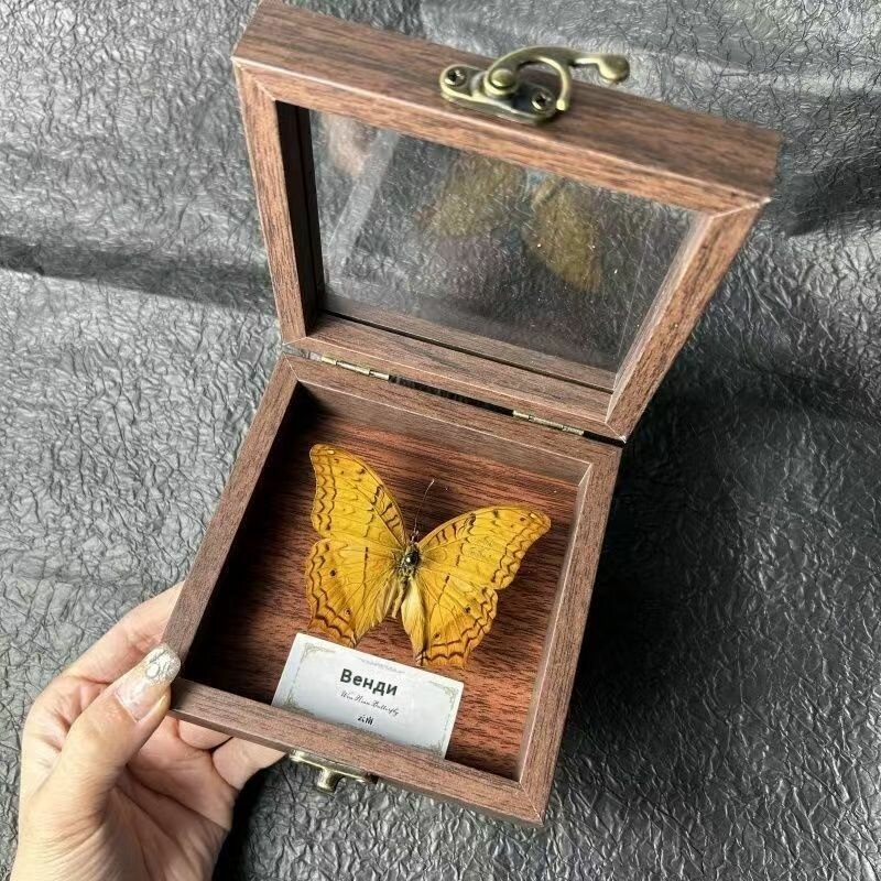 Настоящие экземпляры бабочек, образцы насекомых, трехмерная рамка