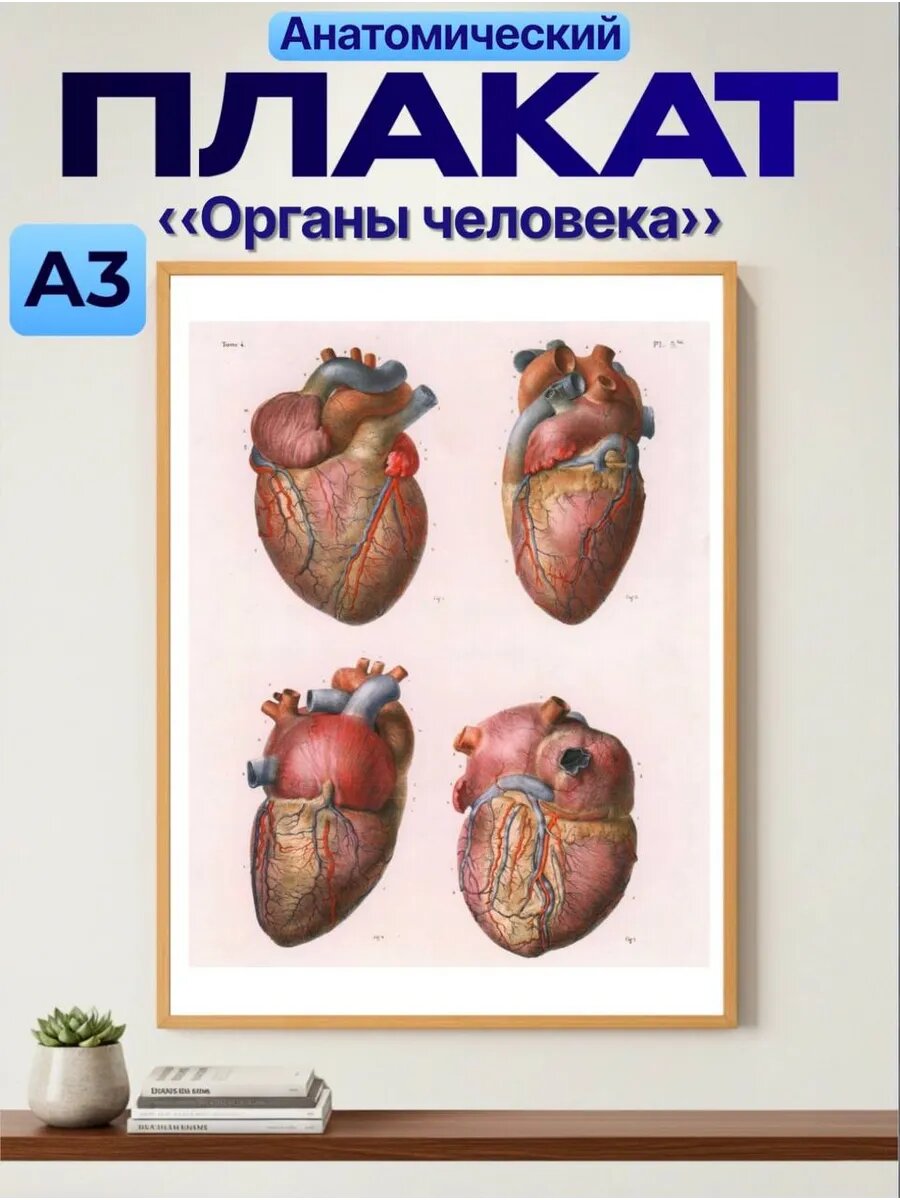 Постер медицинский, сердце, органы человека, А3 анатомия, хирургия