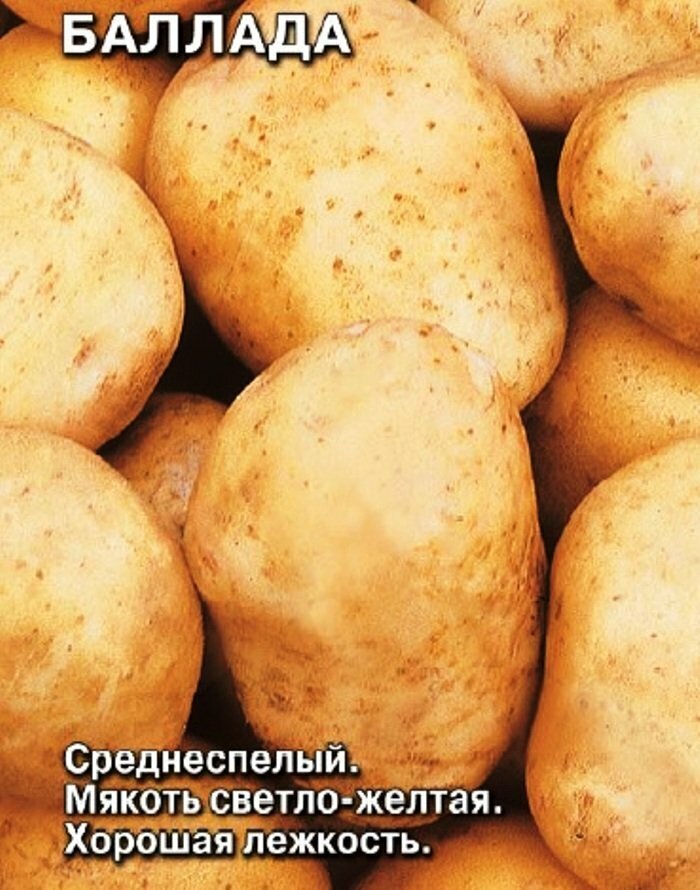 Семена Картофель Баллада