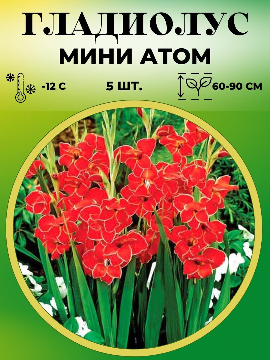 Гладиолус крупноцветковый Мини атом 5штук