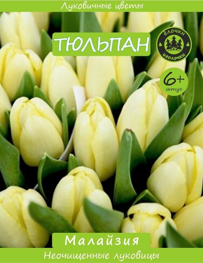 Тюльпан, Малайзия, 6+ шт