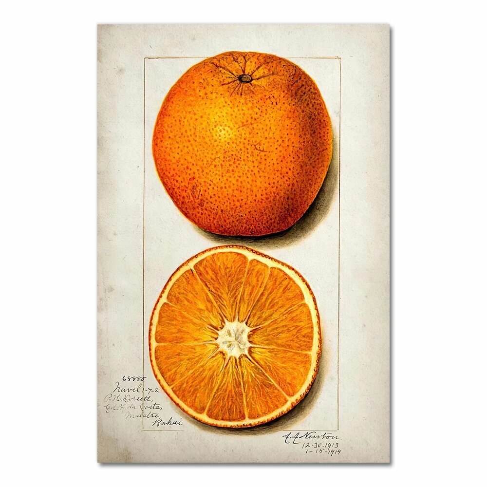 Постер апельсин, винтаж 20x25см, цвет 1598-03