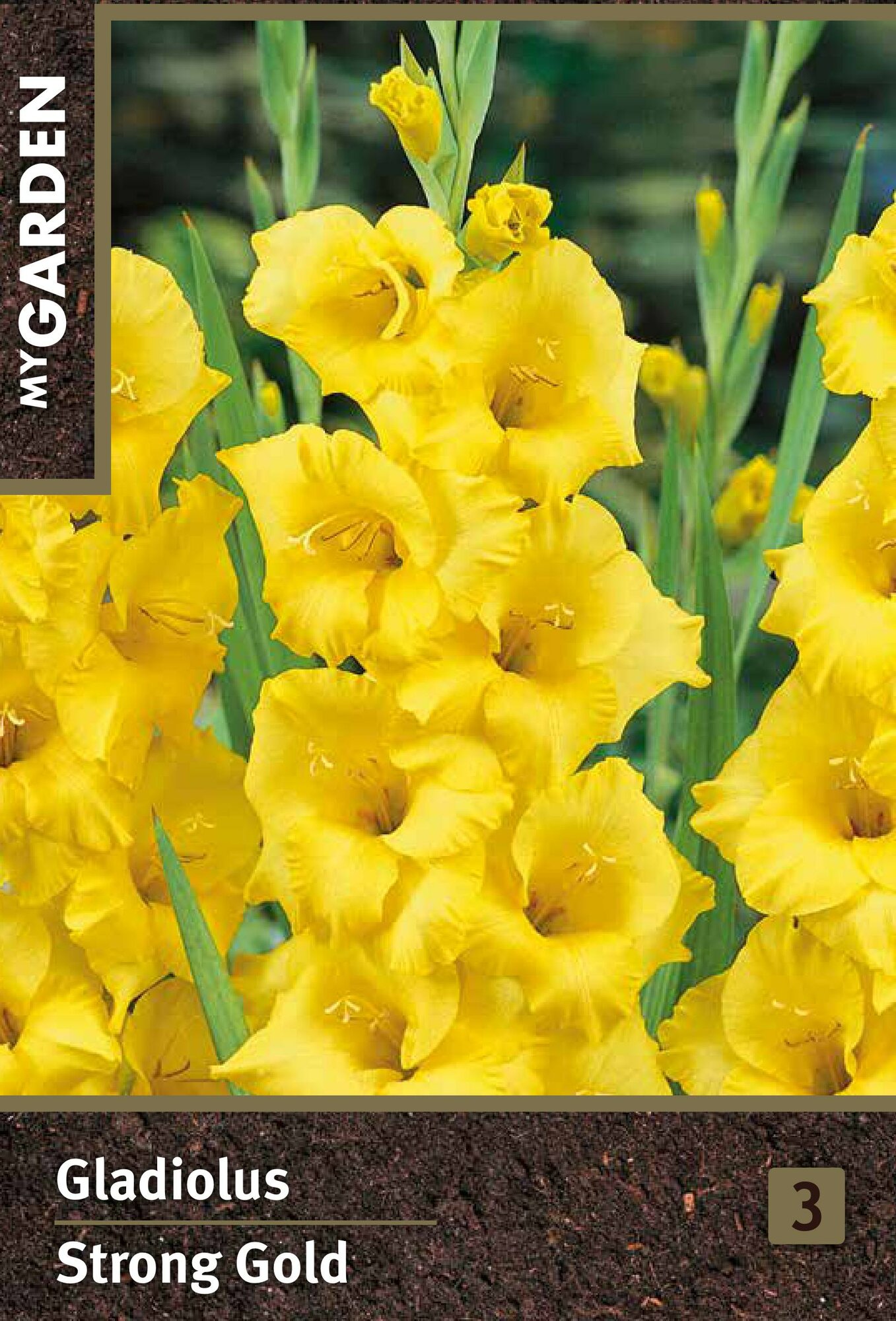 Гладиолус крупноцветковый Стронг Голд