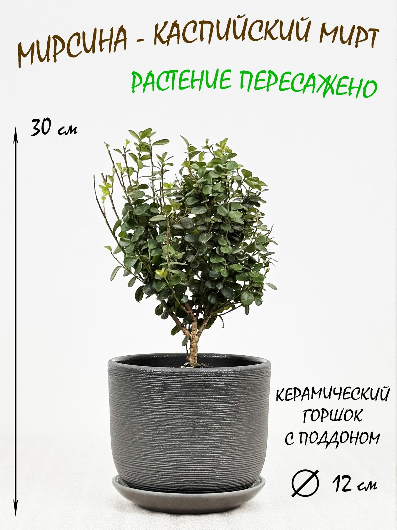 Мирсина в сером керамическом горшке с поддоном, высота 25-30см