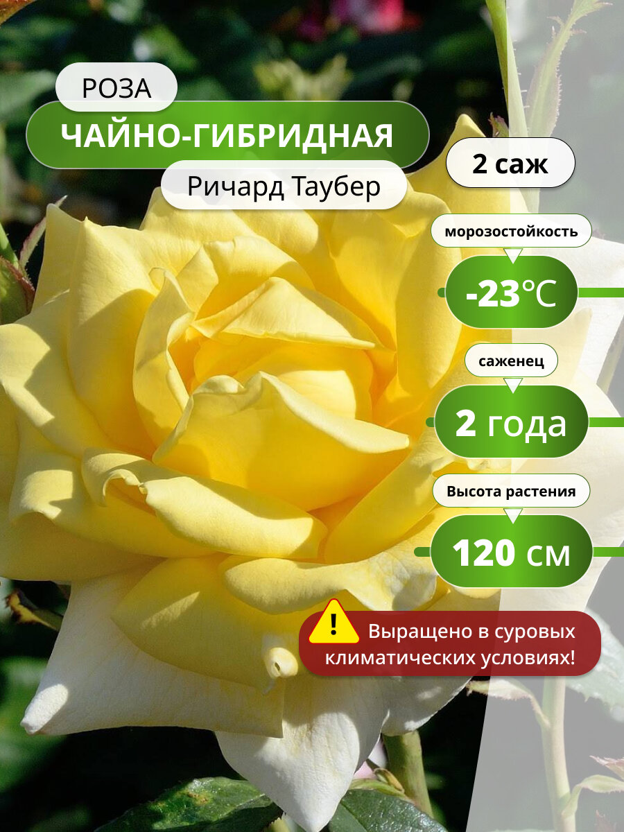 Роза чайно-гибридная Ричард Таубер (Richard Tauber) / 2 шт, роз