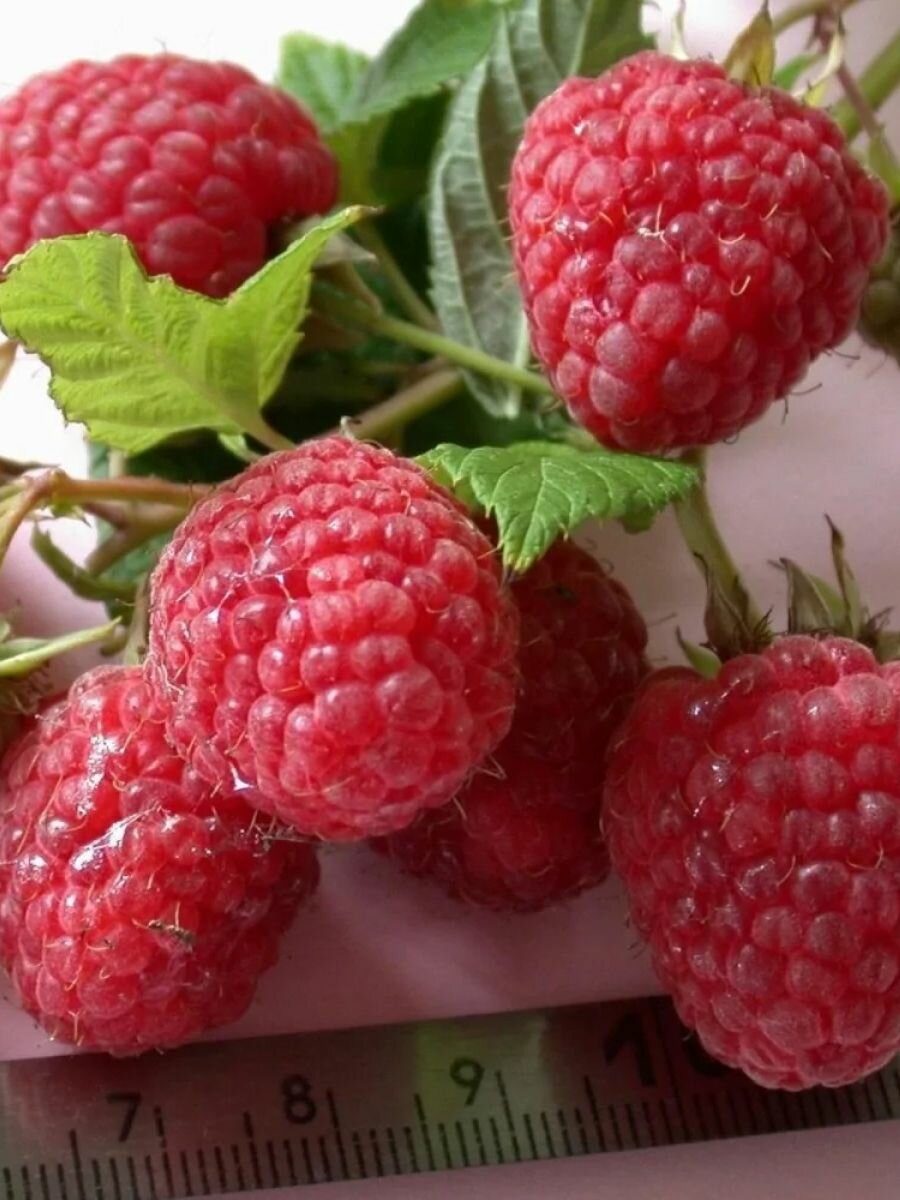 Малина ремонтантная бесшипная Примара. 3 шт, морозостойкая, высокоурожайная