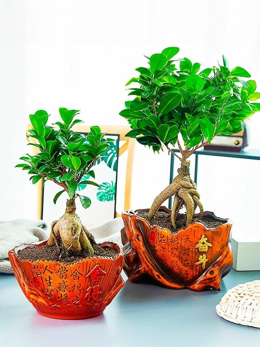 Фикус Микрокарпа Бонсай, Семена, 30 шт