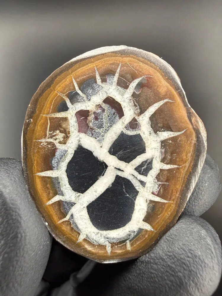 Септария. Полированный спил (класс 2) Oujda, Марокко