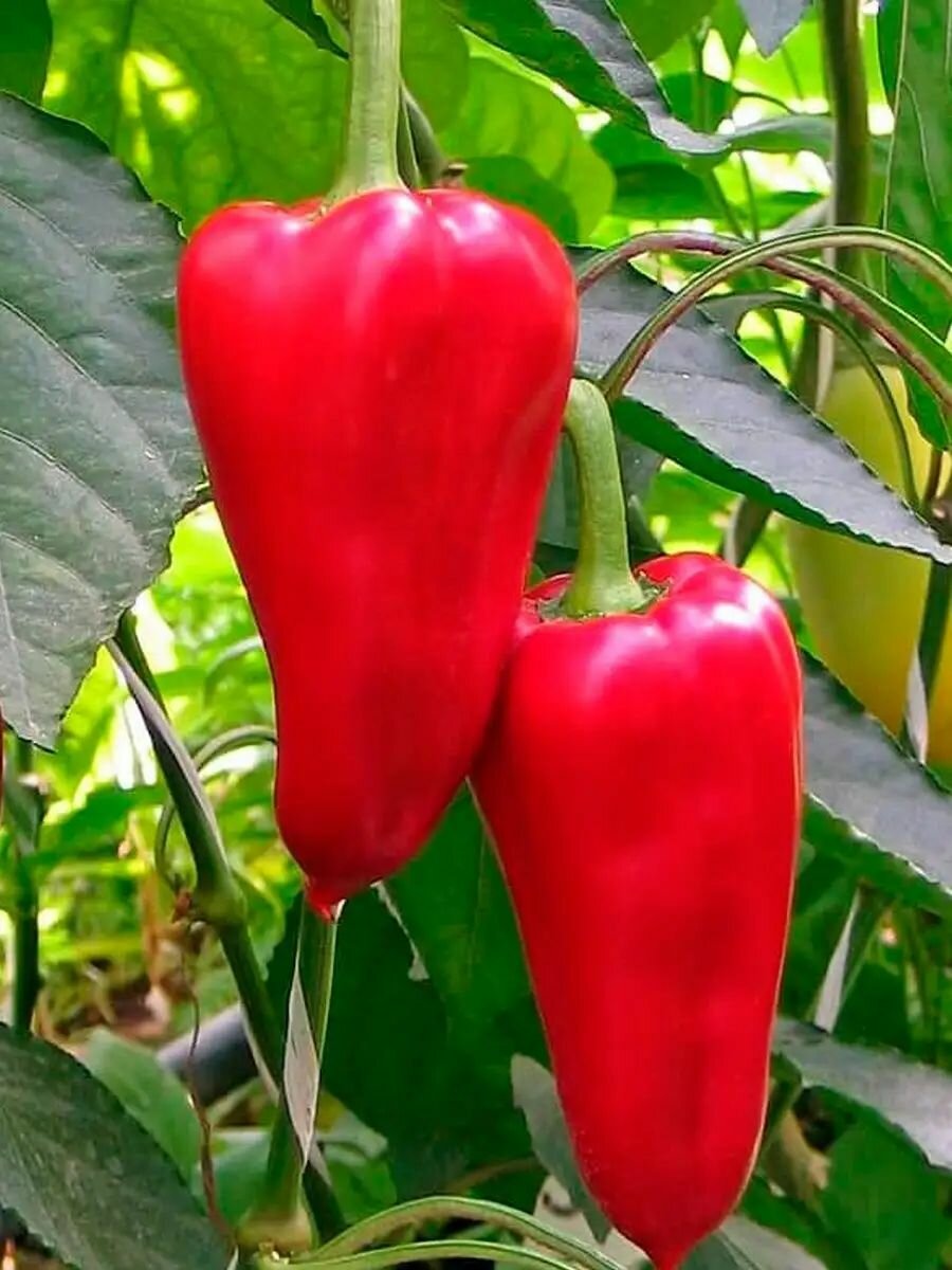 Коллекционные семена перца сладкого Подарок лета