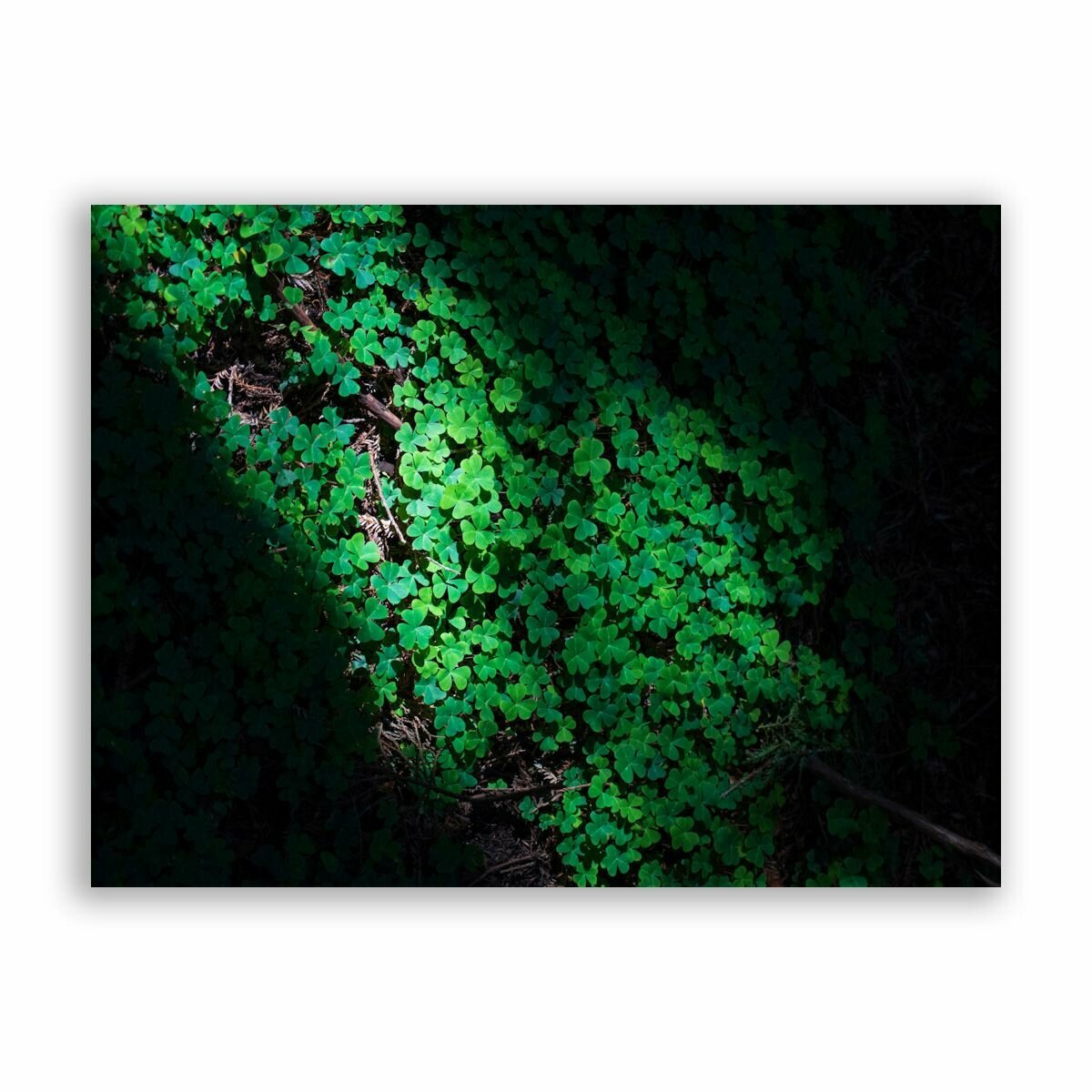 Постер, плакат на бумаге / Клевер / Размер 30 x 40 см
