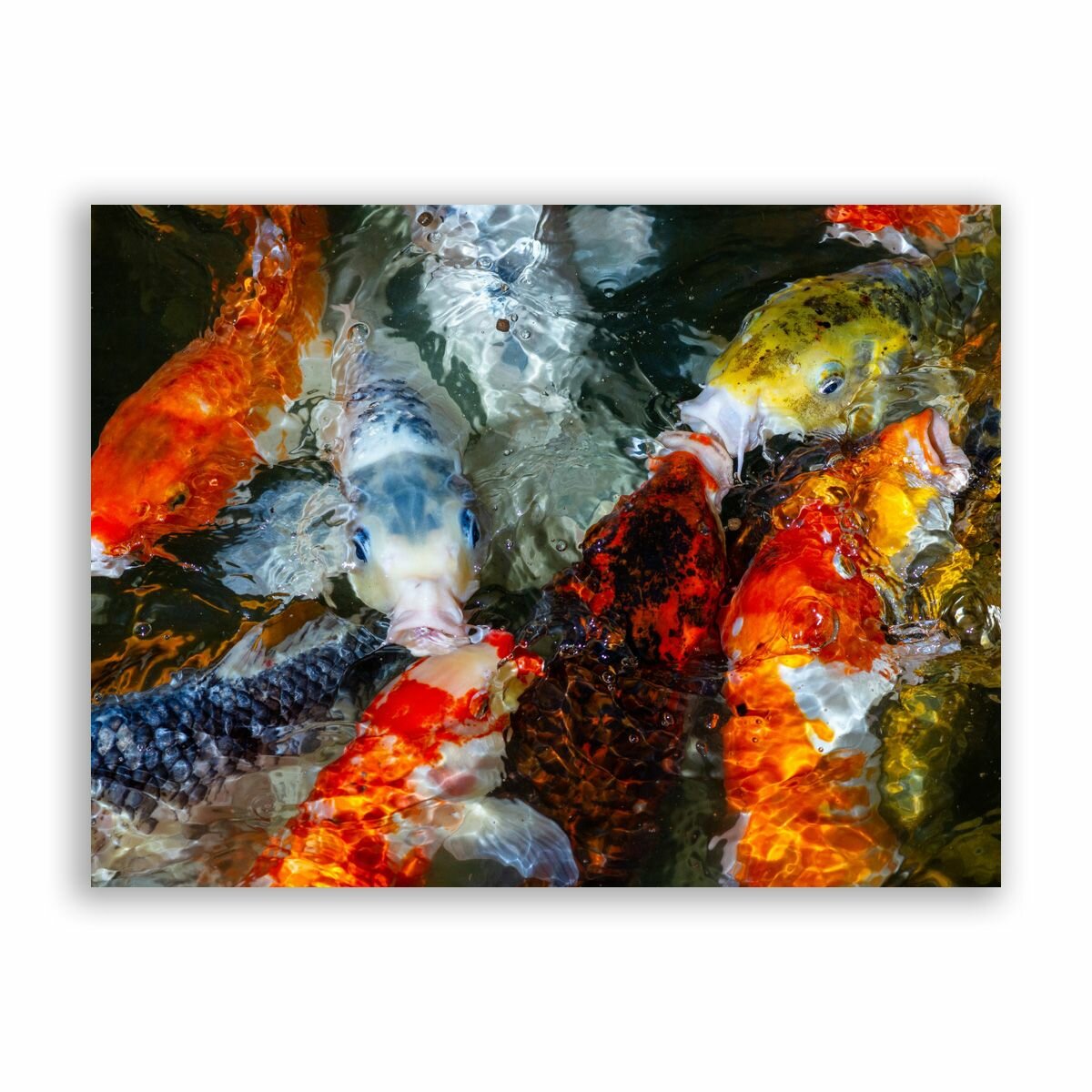 Постер, плакат на бумаге / Карпы кои / Размер 40 x 53 см