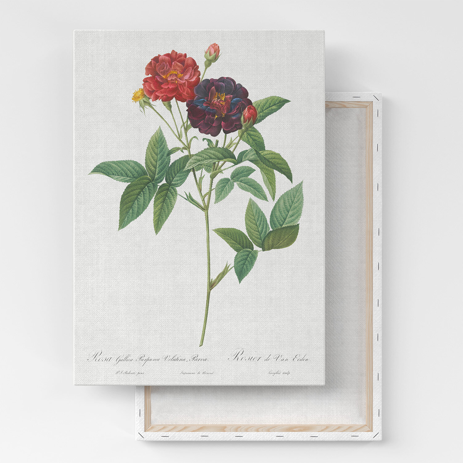 Картина на холсте, репродукция / Пьер-Жозеф Редуте - Rose of Van Eeden / Размер 40 x 53 см