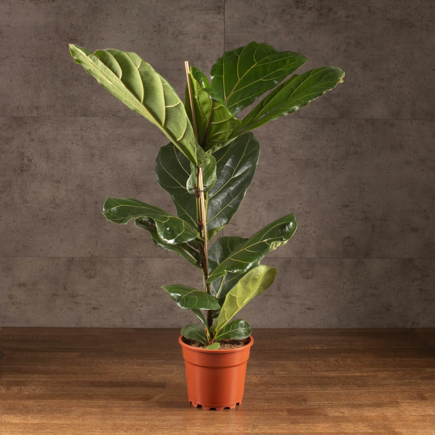 Фикус Лирата 65/17