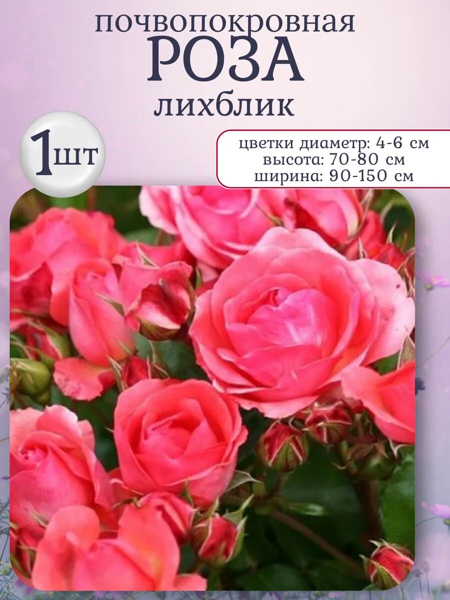 Роза почвопокровная, многолетние цветы 1 шт