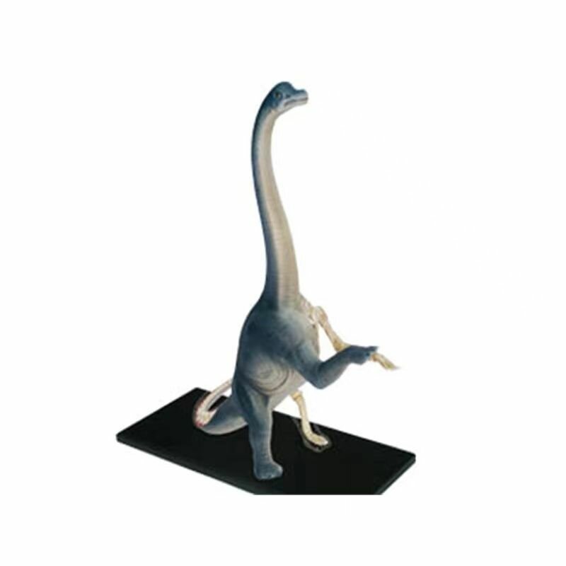 Модель анатомии динозавр/Развивающая игрушка -hz