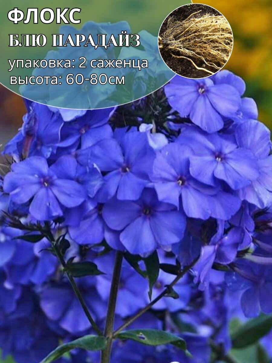 Флокс Блю Парадайз, 2 саженца