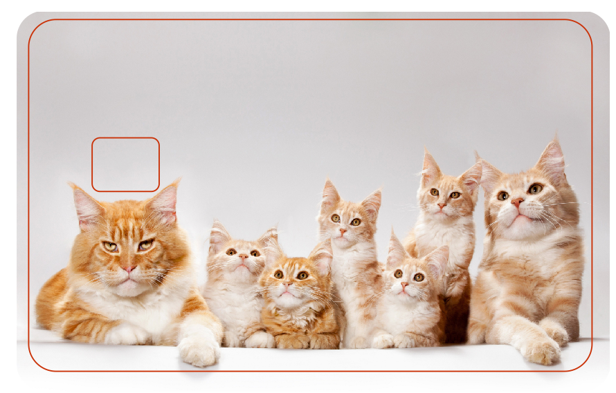 Наклейка на банковскую карту, стикер на карту, кошки