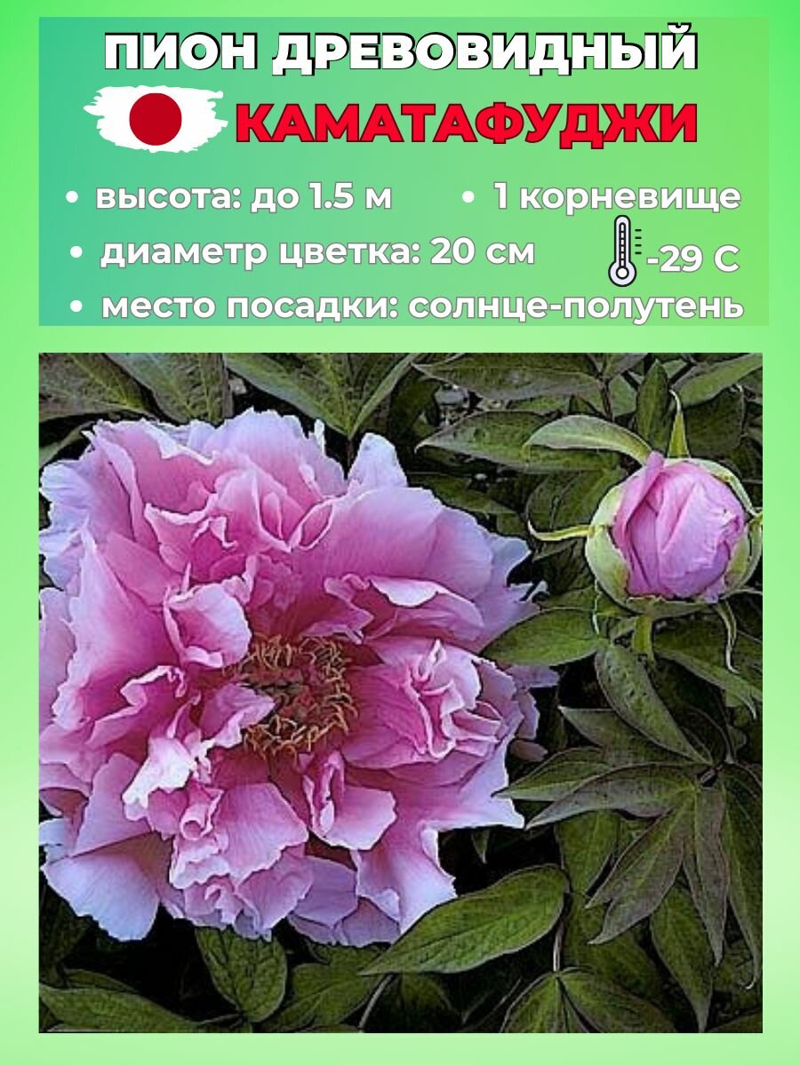 Пион древовидный корневище, 1 штука