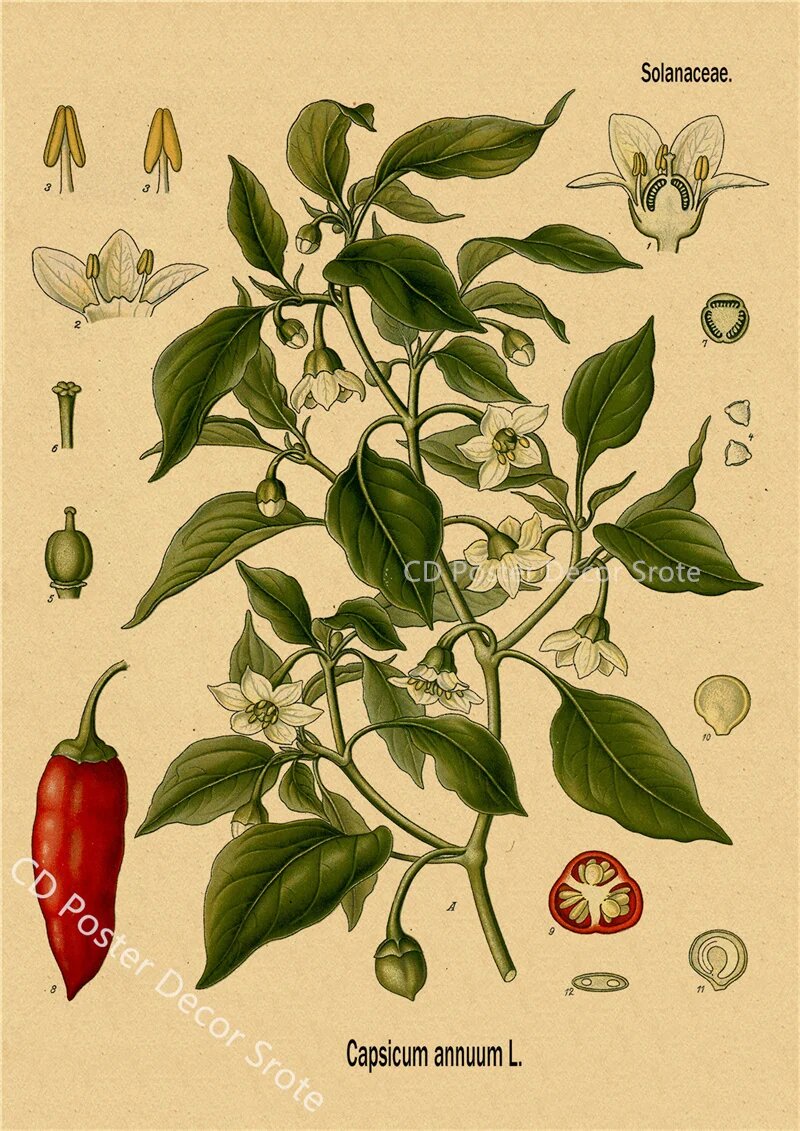 Плакат с ботаническими цветами А4/A3 крафт-бумага Белый, 23, A3 16.5x11.8inch