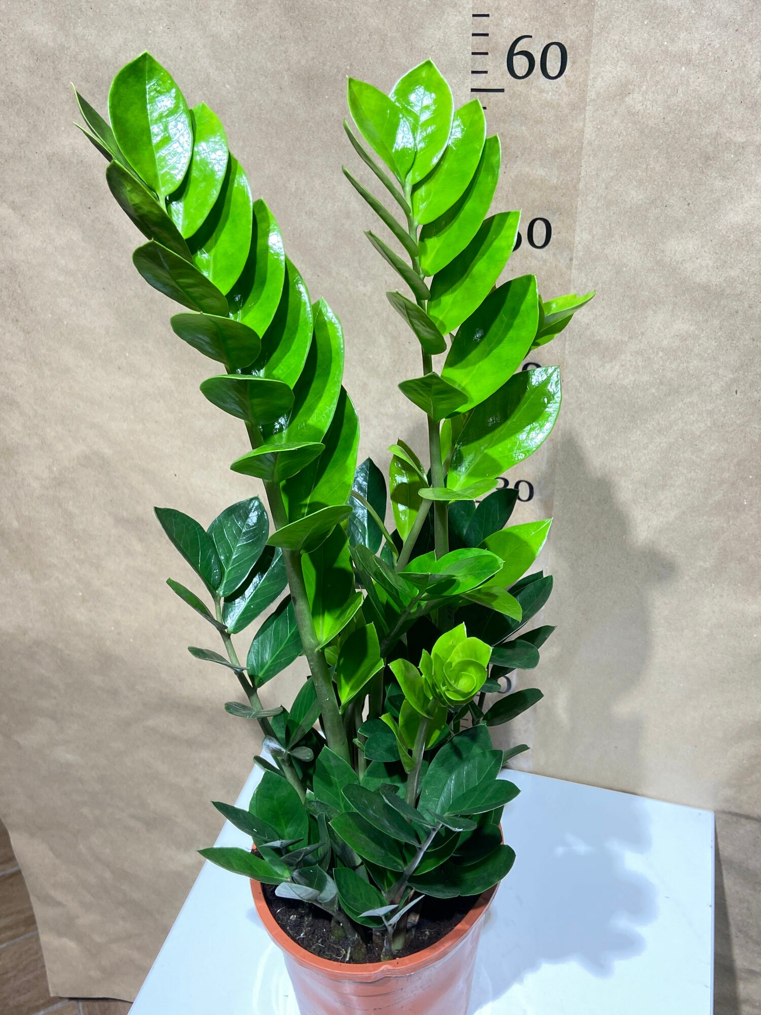 Замиокулькас долларовое дерево