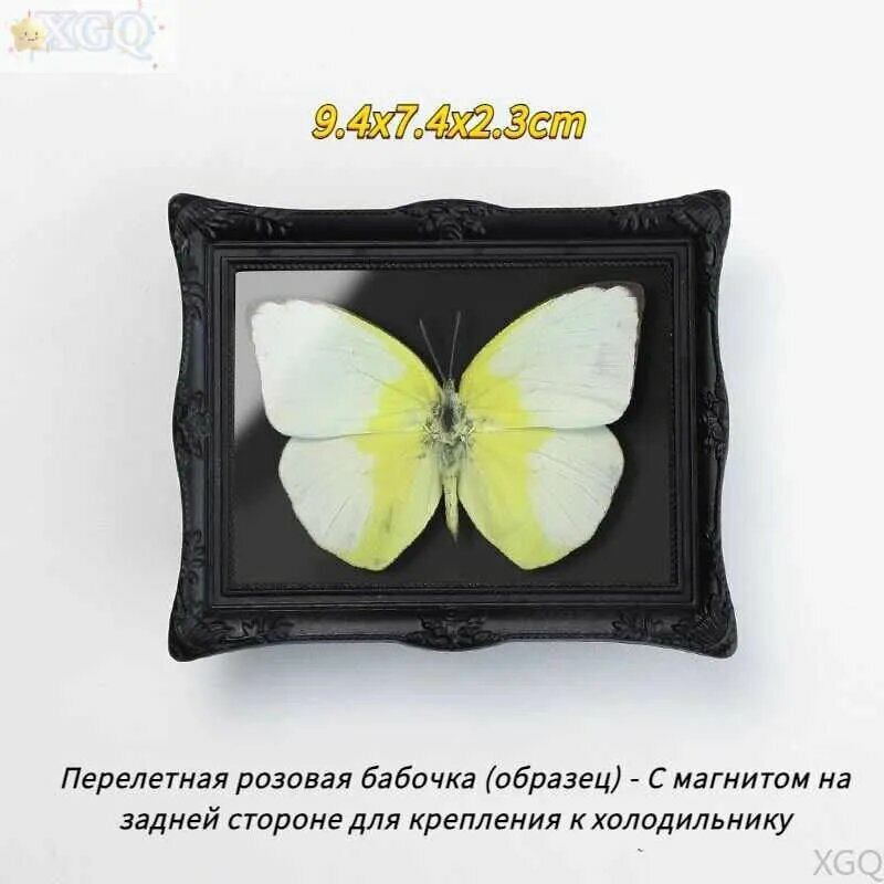 Чучело декоративное Настоящая бабочка в рамке с магнитом и кронштейны для украшения интерьера комнаты, дома, мебели, холодильникаXGQ