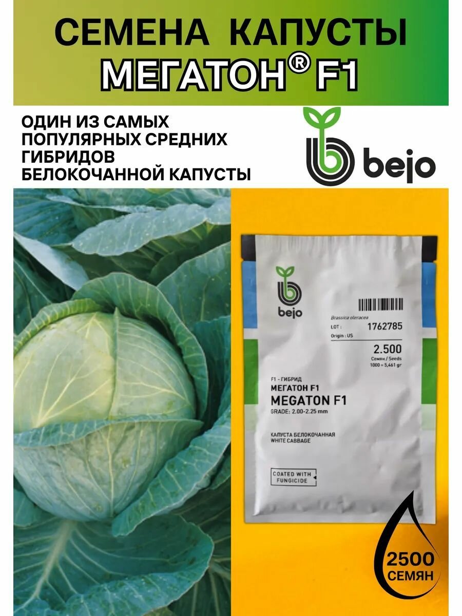 Профессиональные семена капусты Мегатон F1 Bejo 2500 штук для засолки и квашения