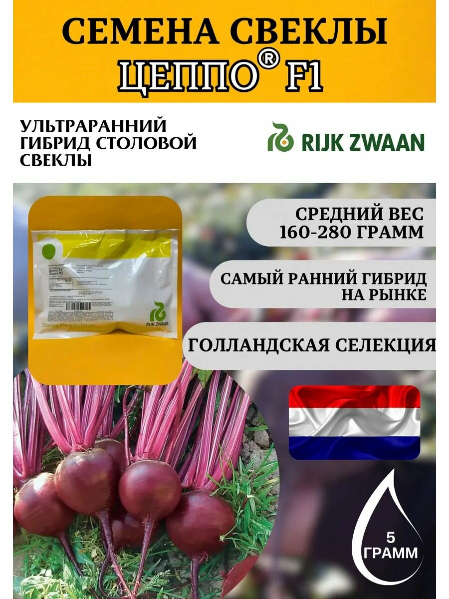 Семена свеклы Цеппо F1 Rijk Zwaan 5 грамм профессиональные семена