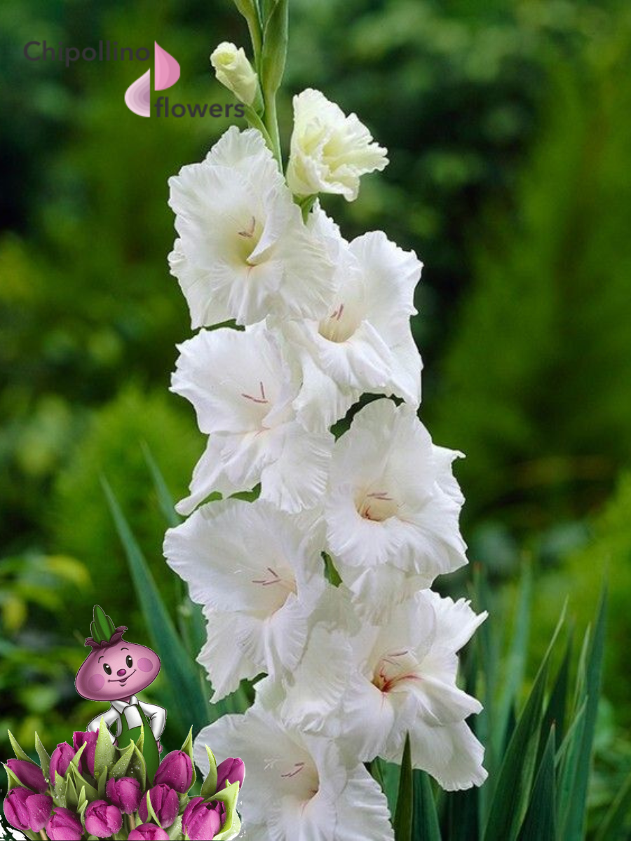 Луковицы цветов, chipollino flowers, Гладиолус WHITE PROSPERITY (3 луковицы)