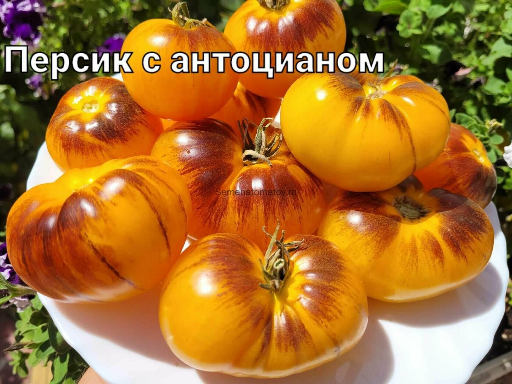 Коллекционные семена томата Персик с Антоцианом