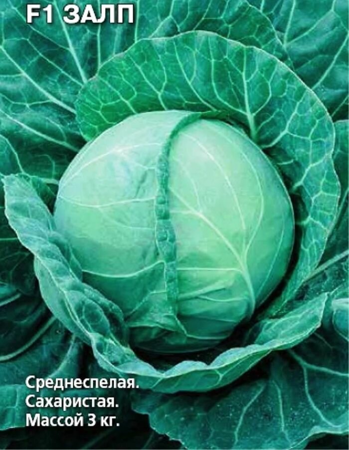 Коллекционные семена капусты б/к F1 Залп
