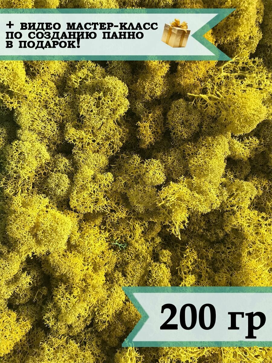 Стабилизированный мох ягель 200 гр желтый живой лесной мох для декора, озеленения и дизайна, лишайник сухоцветы для поделок из природных материалов декорирования поделок сделай сам, не искусственный