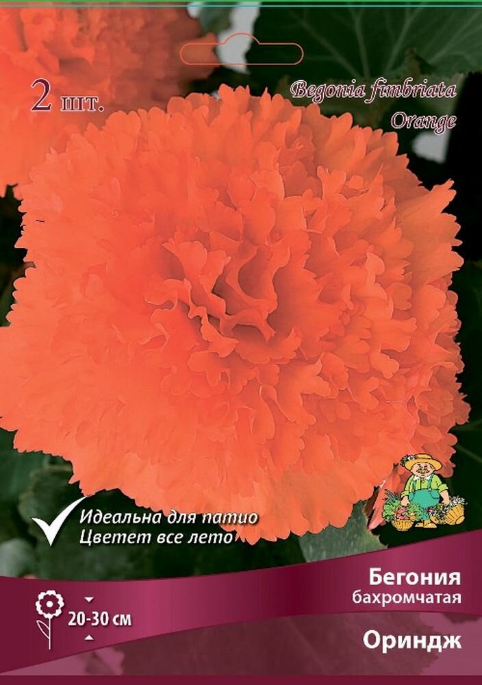 Луковицы поиск бегония бахромчатая ориндж 2 шт