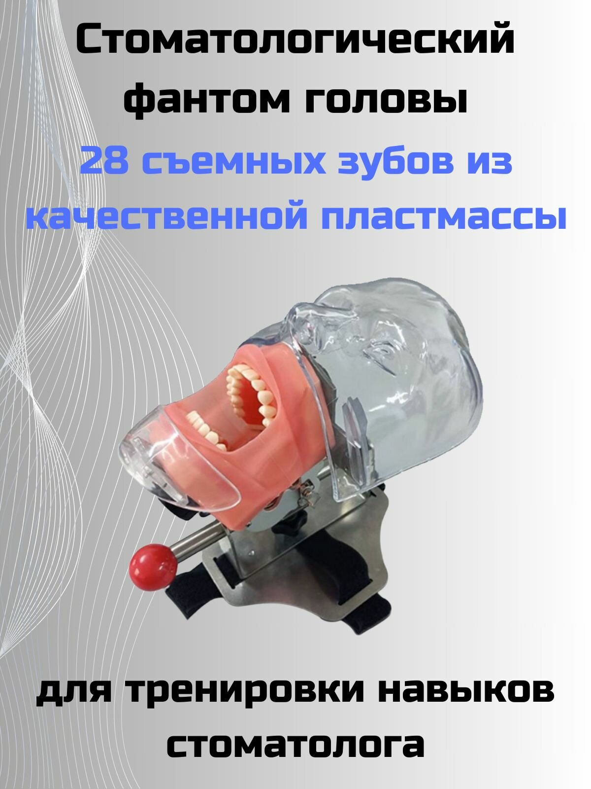 Стоматологический фантом головы для тренировки навыков стоматолога.