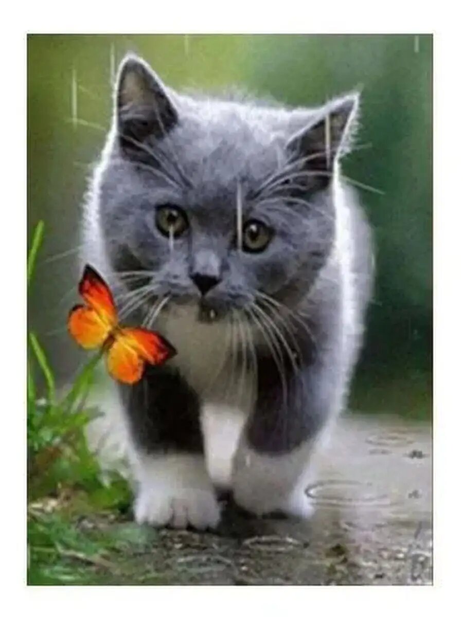 Алмазная мозаика "Котенок и бабочка"
