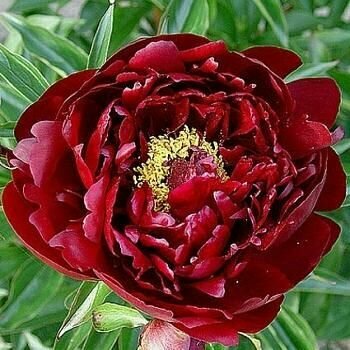 Пион молочноцветковый PETER BRAND 1шт