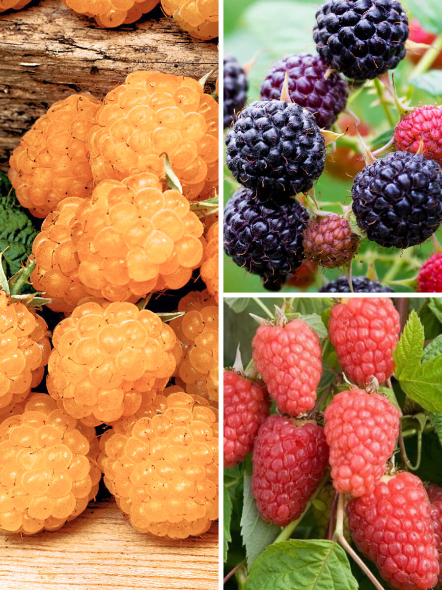 Комплект "Ягодная трилогия" из 3 сортов / Блэк Джевел, Гигант желтая, Каскад Делайт