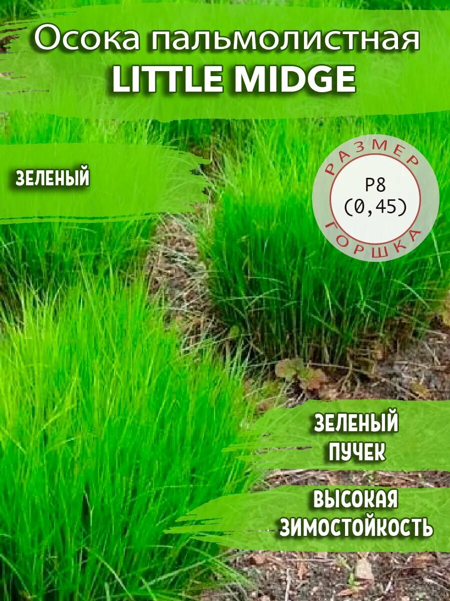 Осока пальмолистная Little Midge