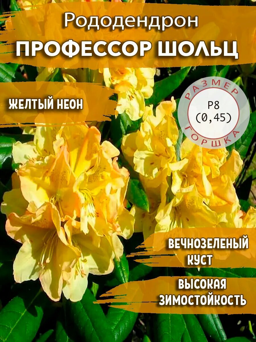 Рододендрон Профессор Шольц