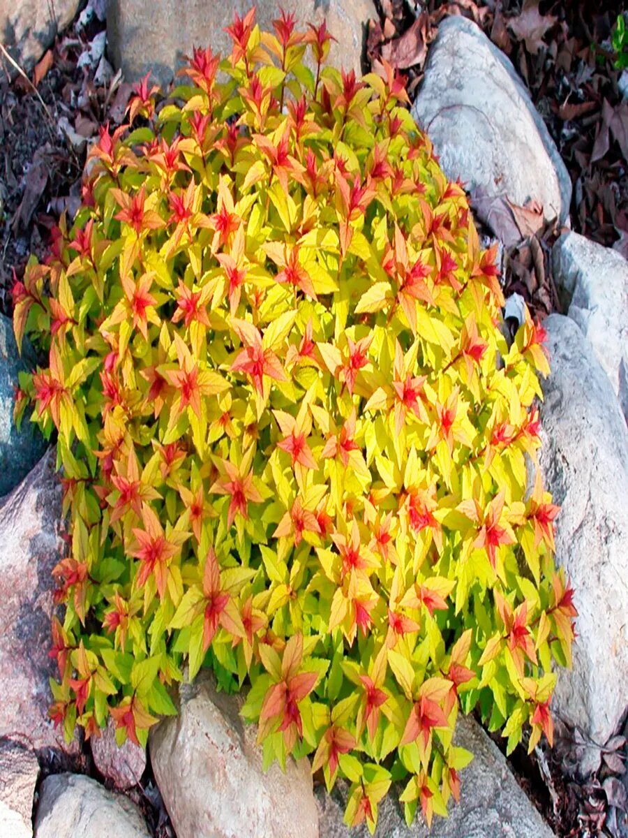 Спирея японская Sparking Carpet