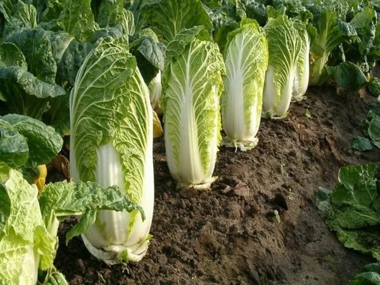 Коллекционные семена капусты пекинская Маноко F1