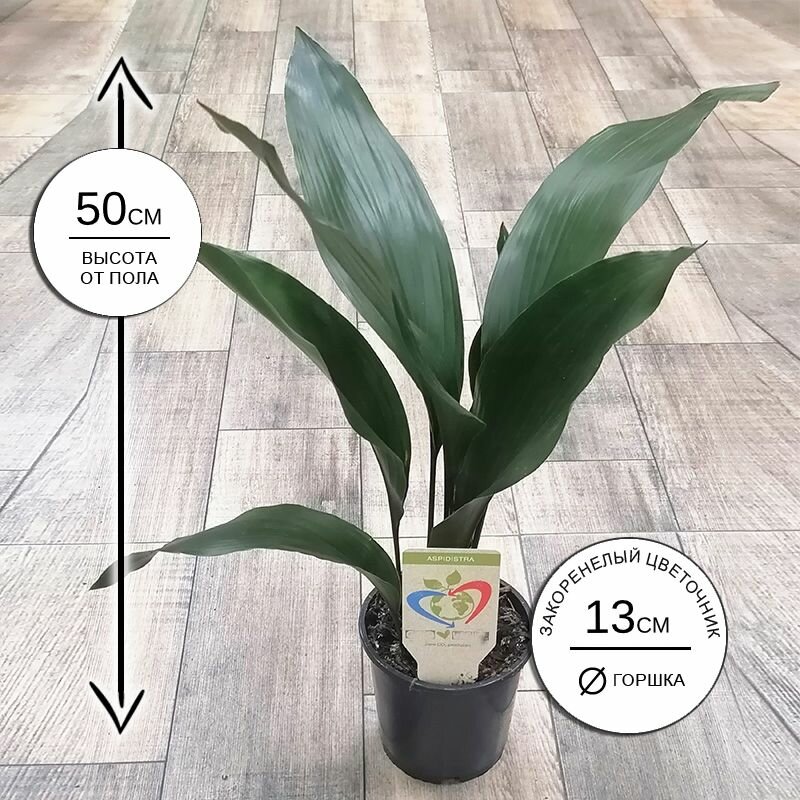 Аспидистра Элатиор 13*50, живое комнатное растение в горшке, Закоренелый Цветочник